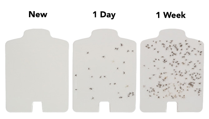 Indoor Plugin Flying Insect Trap with 10 Refill Pads - PulseTV